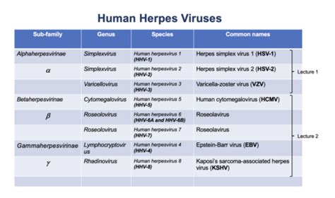 Human Herpes Viruses Flashcards Quizlet