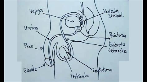 Dibujos Del Cuerpo Humano 48 Cómo Dibujar El Aparato Reproductor