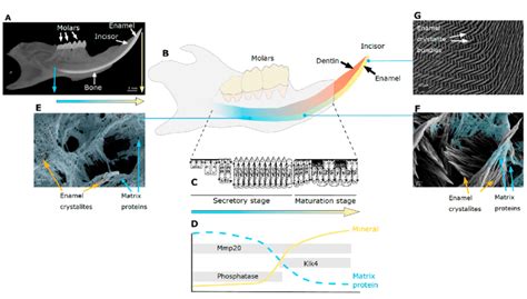 Illustration Of The Process Of Enamel Formation A Micro Computed