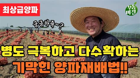 양파 농사 무조건 성공하는 핵심비결 Youtube