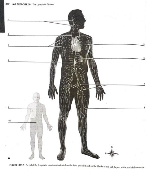 390 LAB EXERCISE 39 The Lymphatic System LYMPHATIC STRUCTURE Course Hero