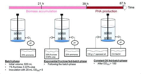 Overview Of The Substrate Flexible Two Stage Fed Batch Strategy Download Scientific Diagram