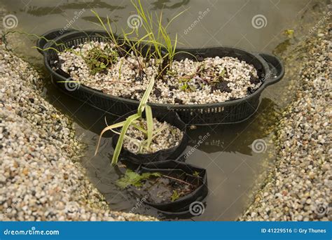 Cyperus Longus Galingale Motha Grass Stock Image