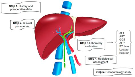 Perspectives And Tools In Liver Graft Assessment A Transformative Era