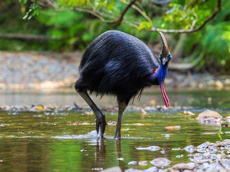 Southern Cassowary Birds