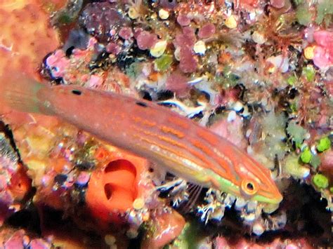 ツキベラの幼魚 沖縄の魚図鑑