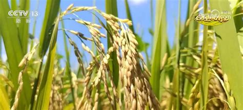 “中原粮仓”将迎来大规模收获 多举措坚决扛稳粮食安全重任新闻频道央视网