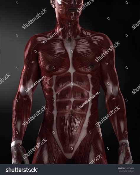 Man Naked Muscles Stock Illustration 128794606 Shutterstock