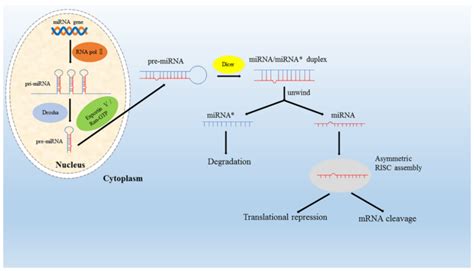 The Schematic Diagram Of Mirna Biogenesis A Higher Resolution Download Scientific Diagram