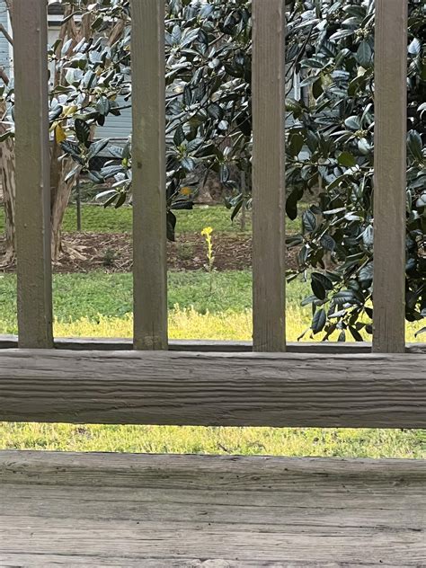 Theres A Korok In My Yard Somewhere Rbreathofthewild