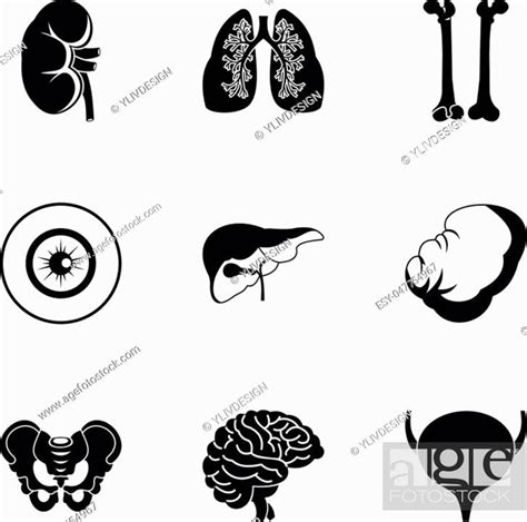 Internal Organs Icons Set Simple Illustration Of 9 Internal Organs Vector Icons For Web Stock