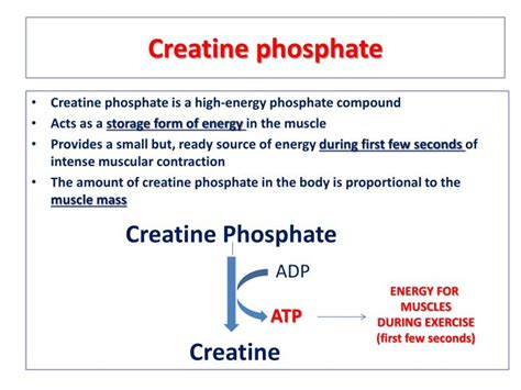 Ppt Creatine Metabolism Powerpoint Presentation Id3741675