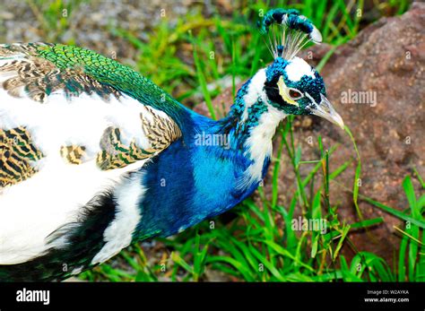 Indian Blue Pied Male Peacock Peafowl Closeup In Natural Setting Stock Indian Blue Pied Male Peacock Peafowl Closeup In Natural Setting Stock