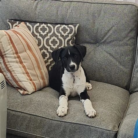 Oreo Siberian Husky Purina