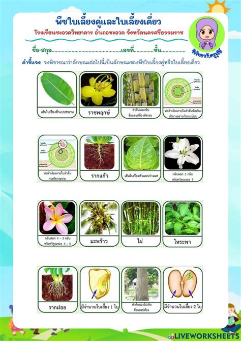 พืชใบเลี้ยงคู่และใบเลี้ยงเดี่ยว Worksheet วิทยาศาสตร์ ป 4 วิทยาศาสตร์ ธีมห้องเรียน
