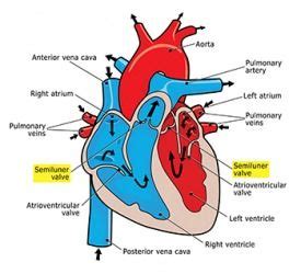 Semilunar Valve Definition And Meaning Heart Structure Diagram Easy