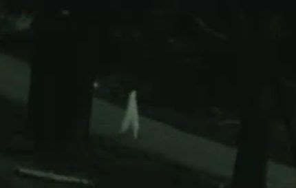 Phantoms And Monsters Real Cryptid Encounter Reports Fortean