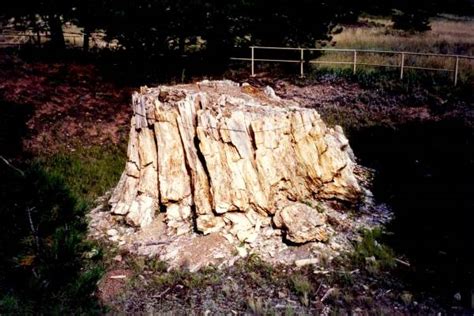 Tree Stump Fossil