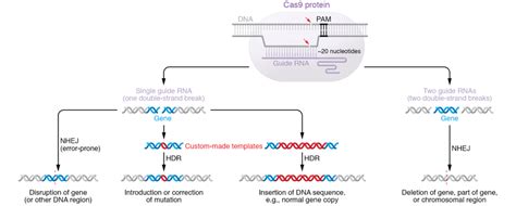 Crispr Cas9 Nuclease Editing The Protospacer Adjacent Motif Pam In Download Scientific