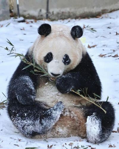 大熊猫福宝 高清图片，堆糖，美图壁纸兴趣社区