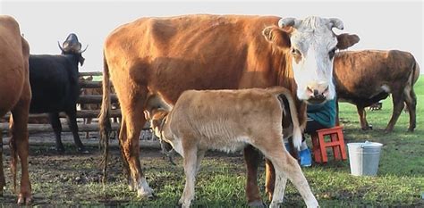 Бруцеллёзын халдварлалт 25 хүртэл хувиар буурчээ