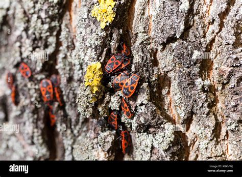 Hiding In The Bark Of A Tree Insects Black And Red Shallow Depth Of Field On The Picture Focus