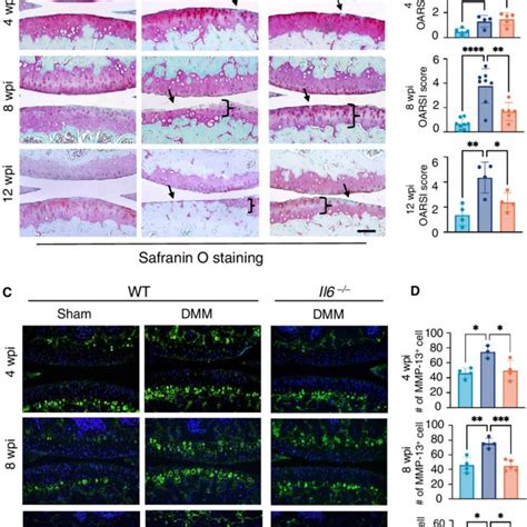 Loss Of Il 6 Reduces Cartilage Degradation In Male Mice With Ptoa A