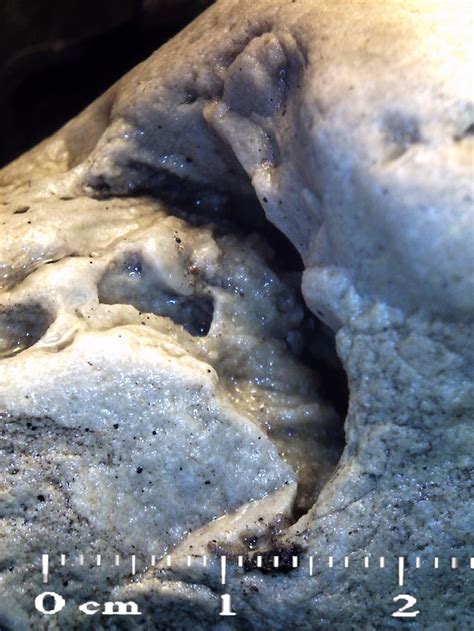 Cephalopod Found At Our Library Fossil Id The Fossil Forum