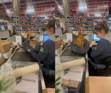 손님 이러시면 안 됩니다 침대가 마음에 들었던 고양이의 귀여운 비매너 행동