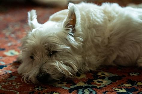 웨스트 하이랜드 화이트 테리어는 우크라이나 키예프의 바닥에 누워 있습니다 웨스트하이랜드화이트테리어에 대한 스톡 사진 및 기타