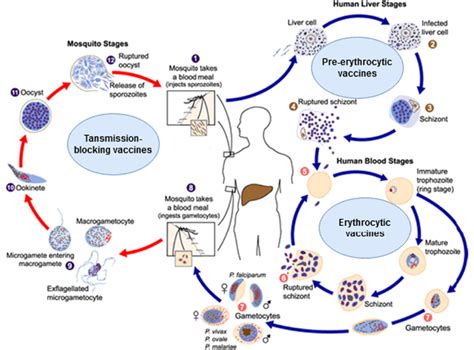 Life Cycle Of The Malaria Parasite And The Vaccine Types Targeting