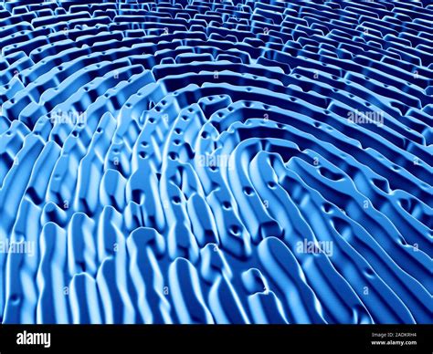 Fingerprint Computer Artwork Of A 3 D Human Fingerprint A Fingerprint