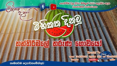 Mihikatha Dinuwo Tv Program රටට දිනවන තන්තිරිමලේ තරුණයෝ 2025 06 20 Krushi Tv Youtube