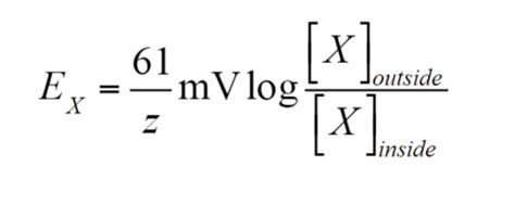 The Resting Membrane Potential Flashcards Quizlet