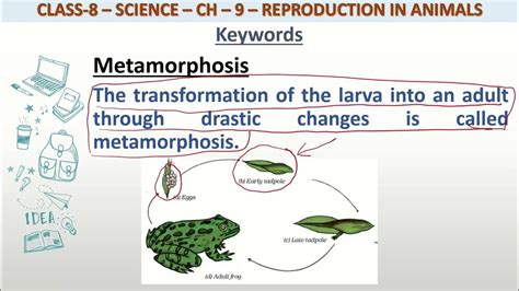 Definition Of Metamorphosis For Class 8 Science Youtube