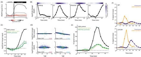 Genomic Localization Of Rnapii During Dna Replication A Rnapii