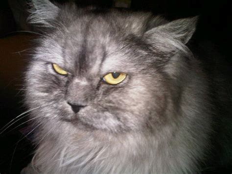 Cat Meme Templates Imgflip