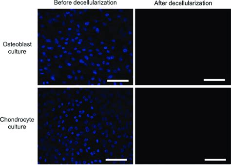 Confirmation Of Cellderived Ecm Substrate Decellularization Download Scientific Diagram