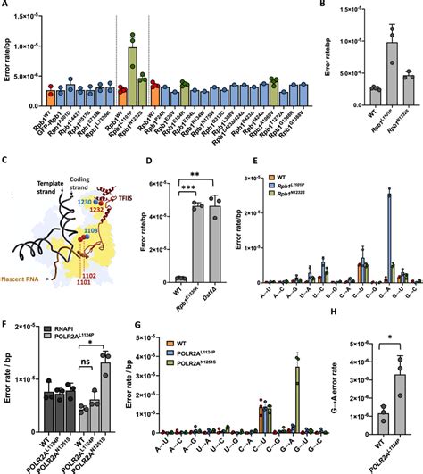 Increased Error Rates In Yeast And Human Cells That Carry Download Scientific Diagram