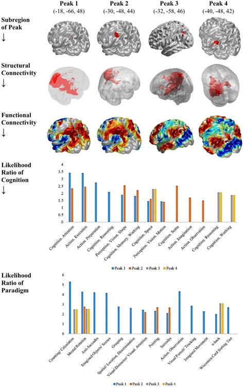 Anatomical Connectivity Functional Connectivity And Functional
