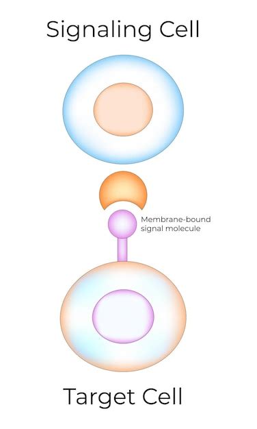 Signaling Cell Target Cell Membranebound Signal Molecule Vector