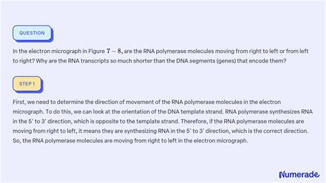 ⏩solved In The Electron Micrograph In Figure 7 8 Are The Rna… Numerade