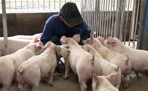 台灣努力22年「口蹄疫非疫區」資格到手 拔針成功將讓台灣豬重返國際 爆新聞