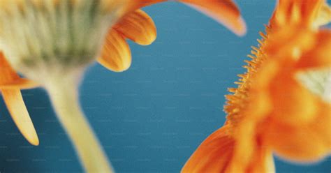 파란색 배경의 주황색 꽃 클로즈업 사진 Unsplash의 사진술 이미지