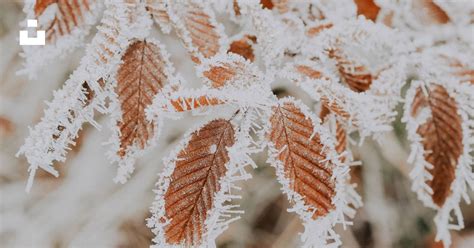 얼어붙은 갈색 잎사귀의 근접 촬영 사진 Unsplash의 무료 겨울 이미지