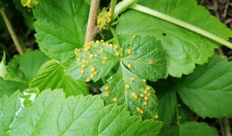 Raspberry Leaf Rust Identification And Control Kiwicare