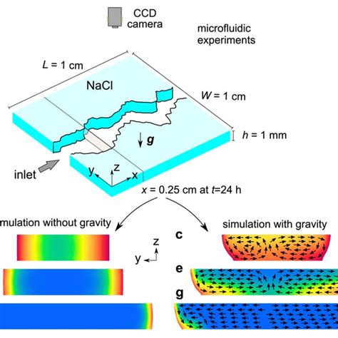 Dissolution Regimes A The Symmetry Of Fracture Dissolution Download Scientific Diagram