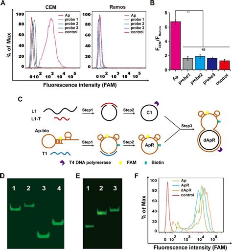 Design And Synthesis Of The Double Strand Ds Circular Aptamer Dapr Download Scientific
