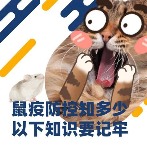 融媒原创 预防鼠疫 这些你应该了解 支尧