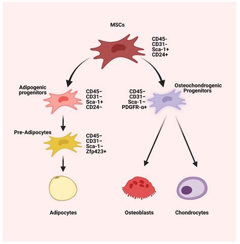 Frontiers Mechanism Of Mesenchymal Stem Cells And Exosomes 60 OFF